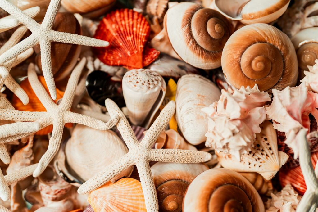 The Spiritual Meaning of Sea Shells: Treasures from the Ocean's Depths ...
