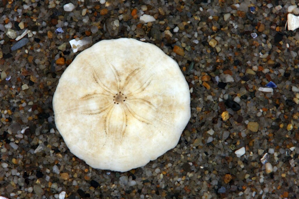 The Spiritual Meaning of a Sand Dollar: Ocean's Hidden Treasure ...